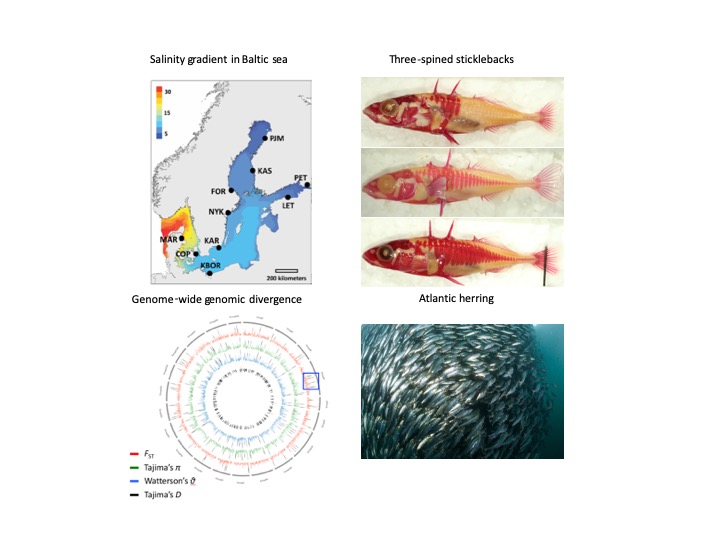 The local adaptation in fishes in Baltic Sea – Guolab@IOZCAS