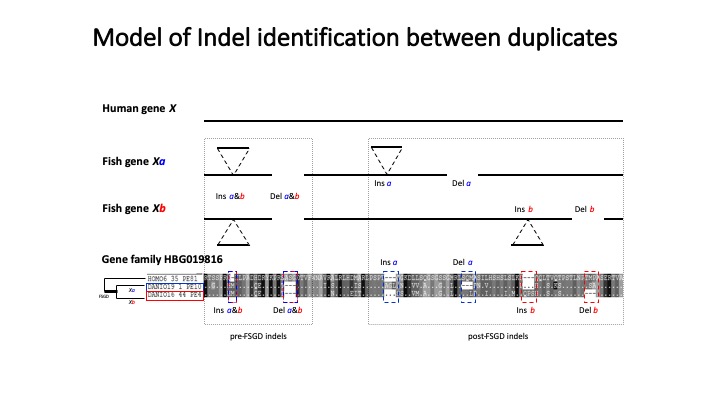 The dynamics of indels between ohnologs in fish genomes – Guolab@IOZCAS